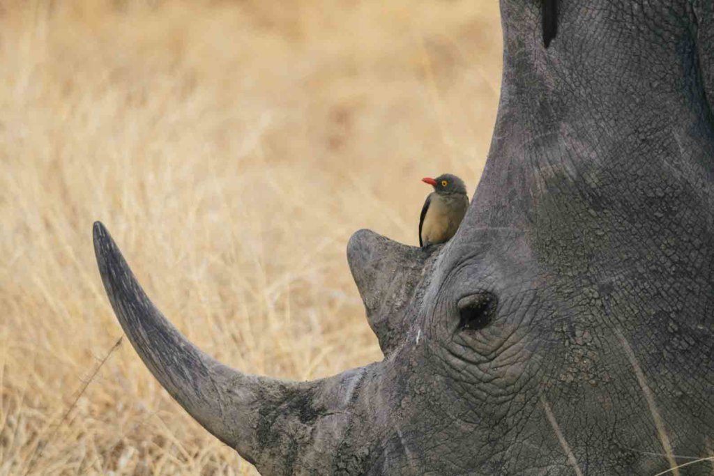 How to Live in Harmony with Nature - Wandering with a Dromomaniac