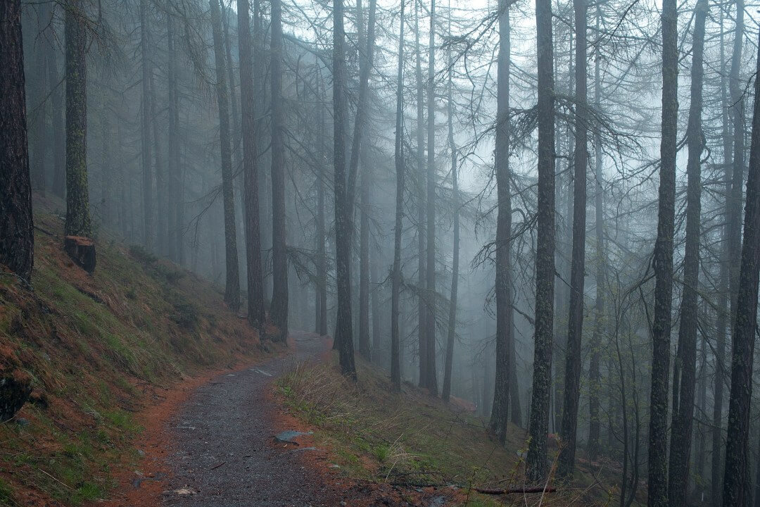 Scariest Forests Around the World - Wandering with a Dromomaniac