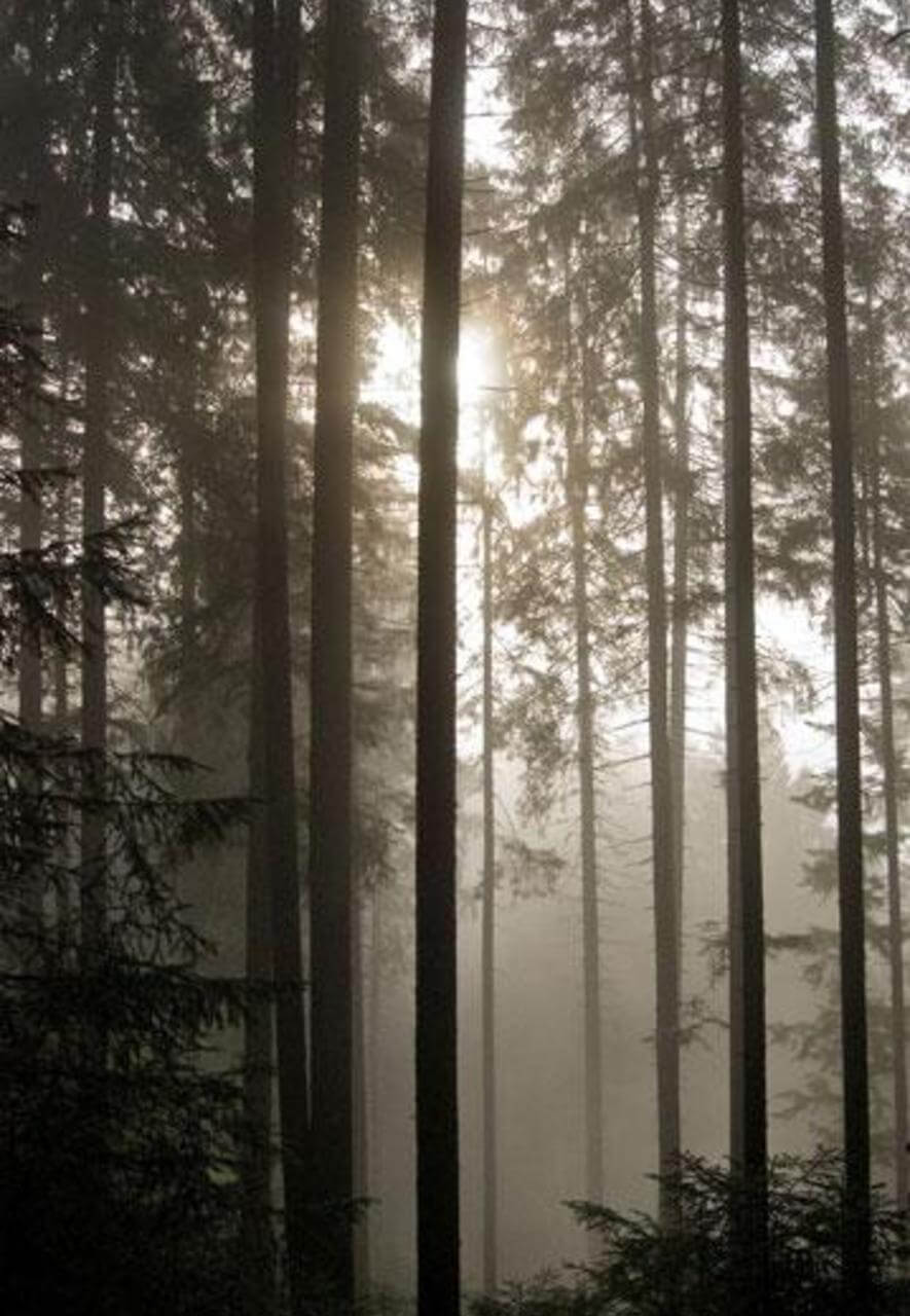 Scariest Forests Around the World - Wandering with a Dromomaniac