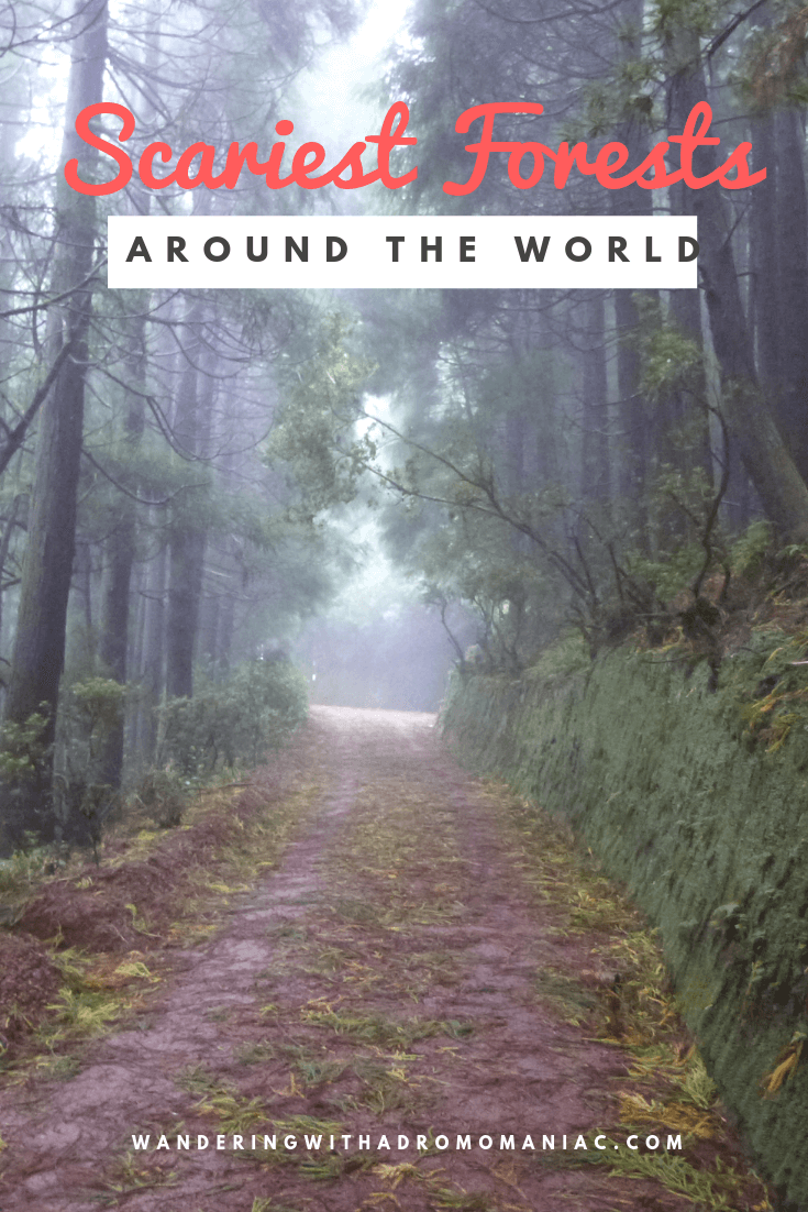 The world’s most haunted forests that give you chills