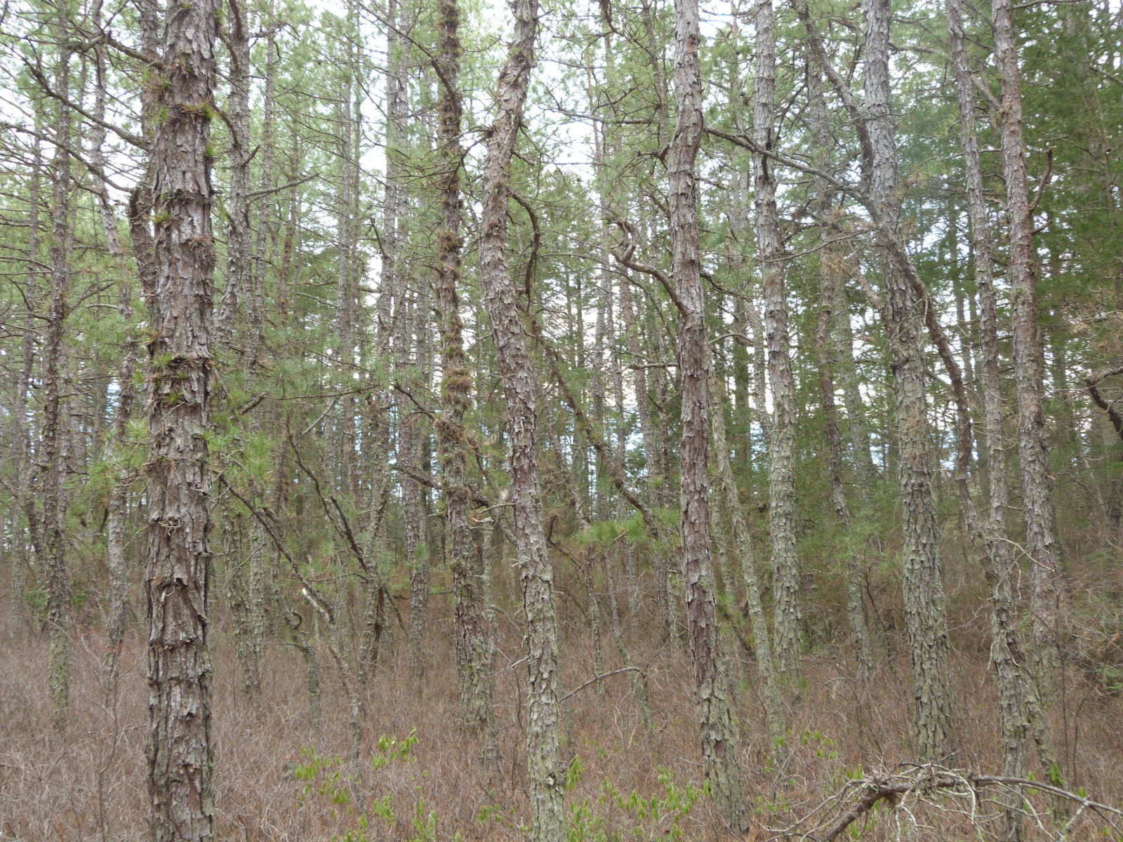 The world’s most haunted forests that give you chills