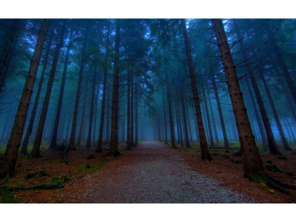 The world’s most haunted forests that give you chills