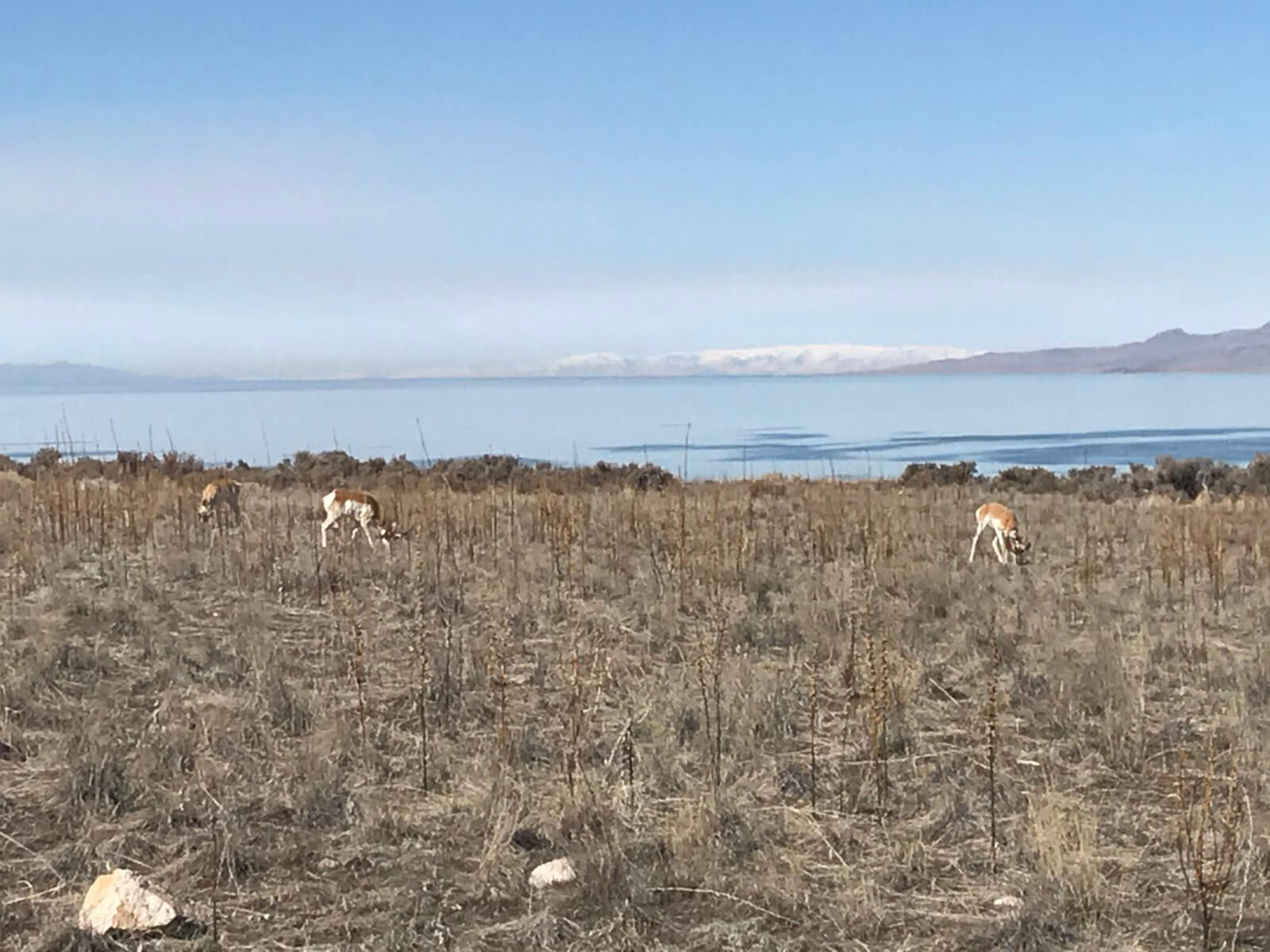 Best Guide to visiting Antelope Island State Park