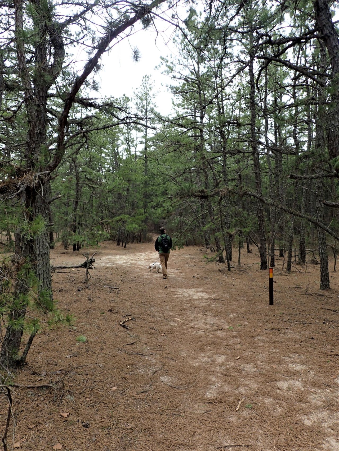 Trail Guide: Hiking Around Batsto Village, NJ