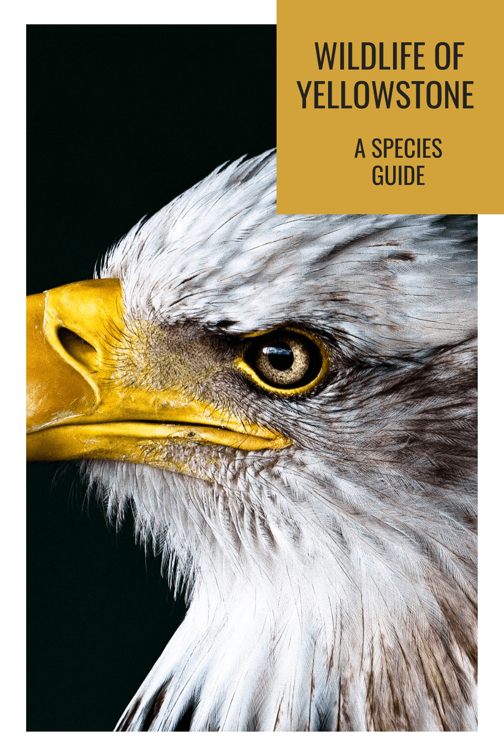 Incredible wildlife in Yellowstone National Park