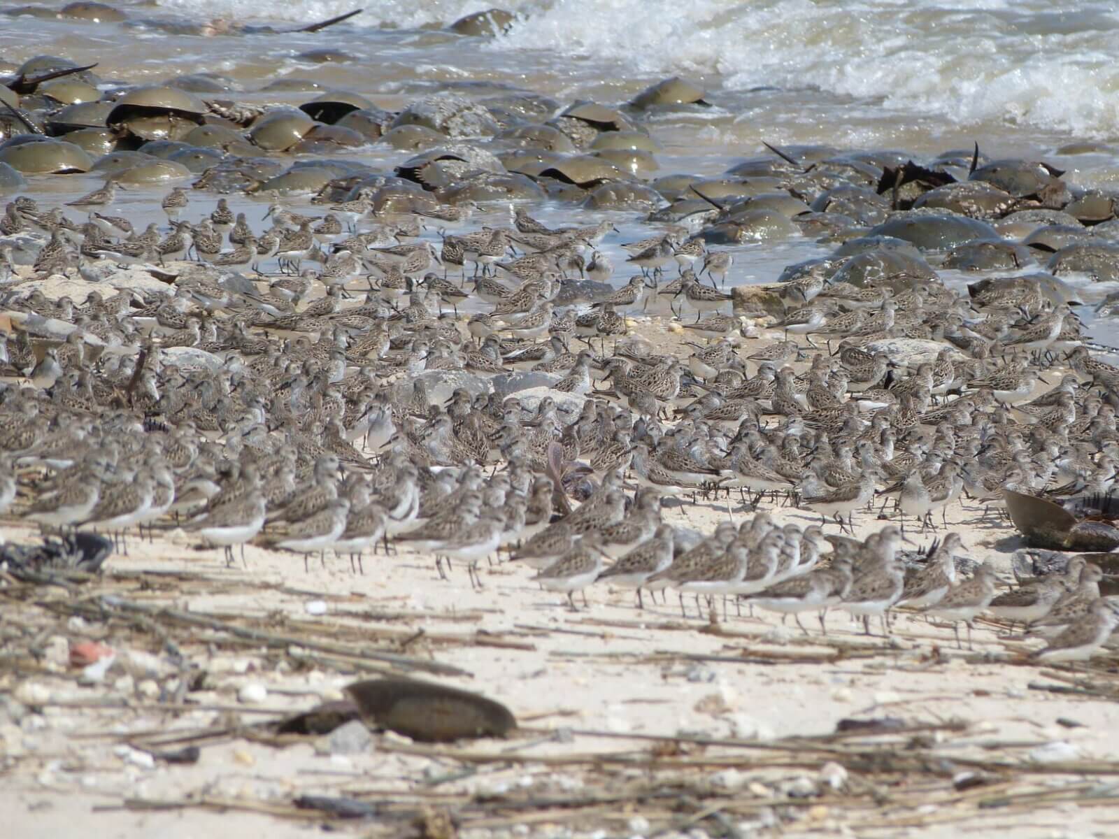 Wildlife Guide: Horseshoe crab spawning in New Jersey