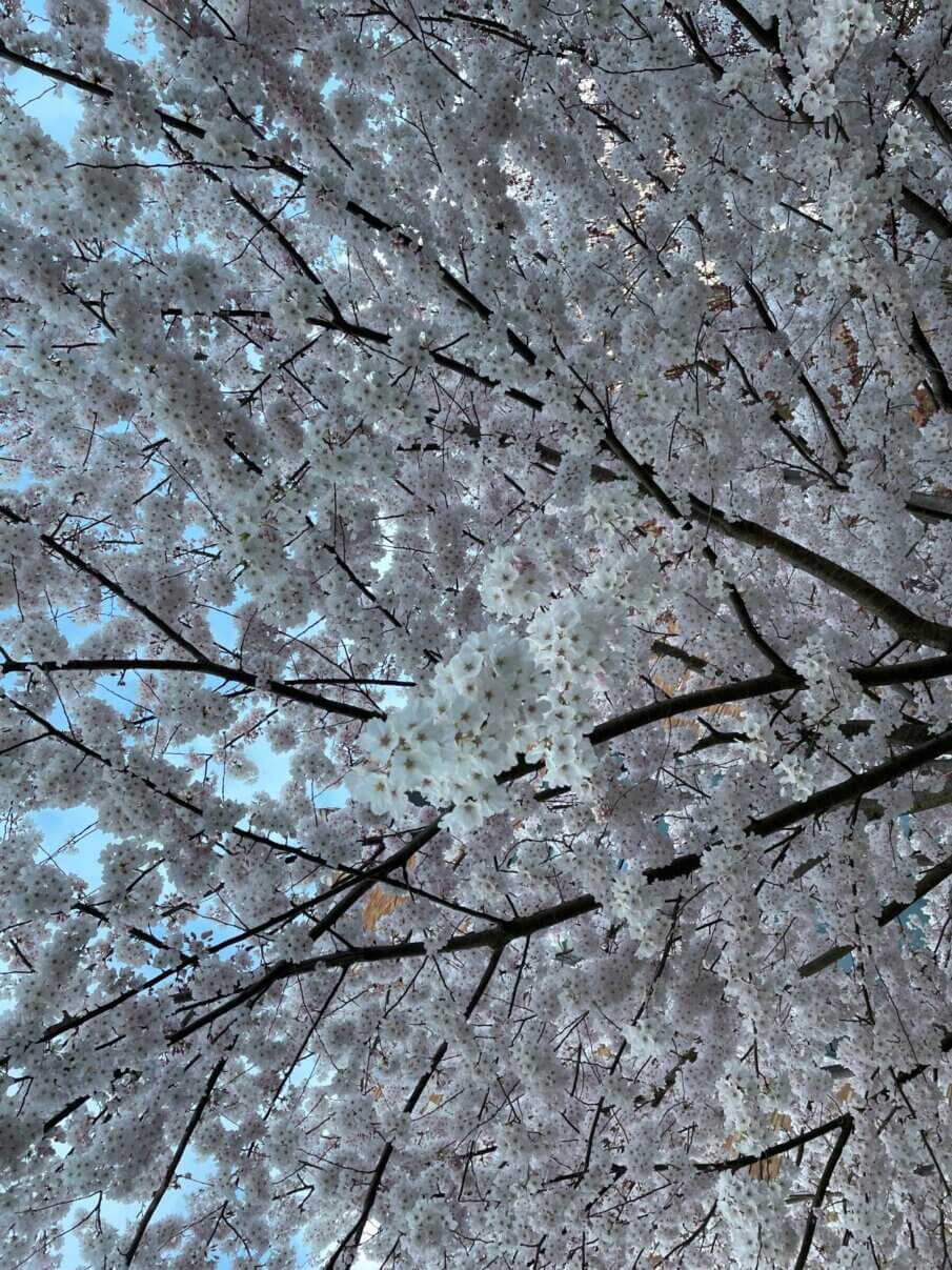 Visitors Guide to Seattle’s Cherry Blossom Festival - Wandering with a ...