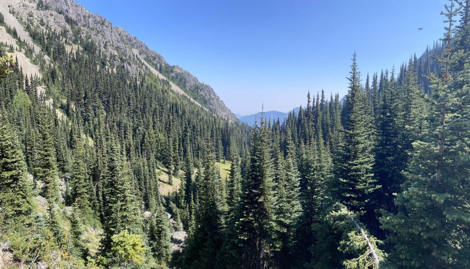 Trail Guide: Marmot Pass Olympic National Forest