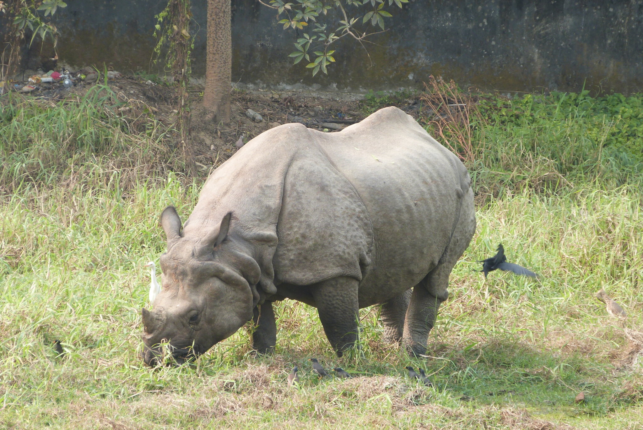 Ultimate guide to visiting Chitwan National Park