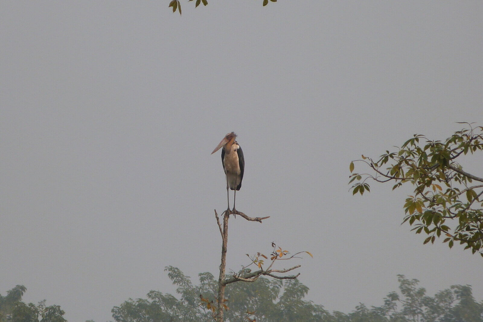 Ultimate guide to visiting Chitwan National Park