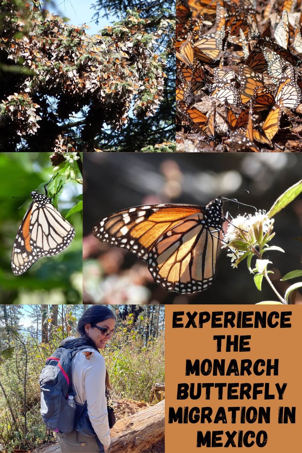 Experience the monarch butterfly migration in Mexico