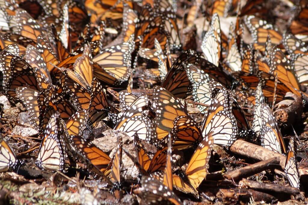 Experience the monarch butterfly migration in Mexico
